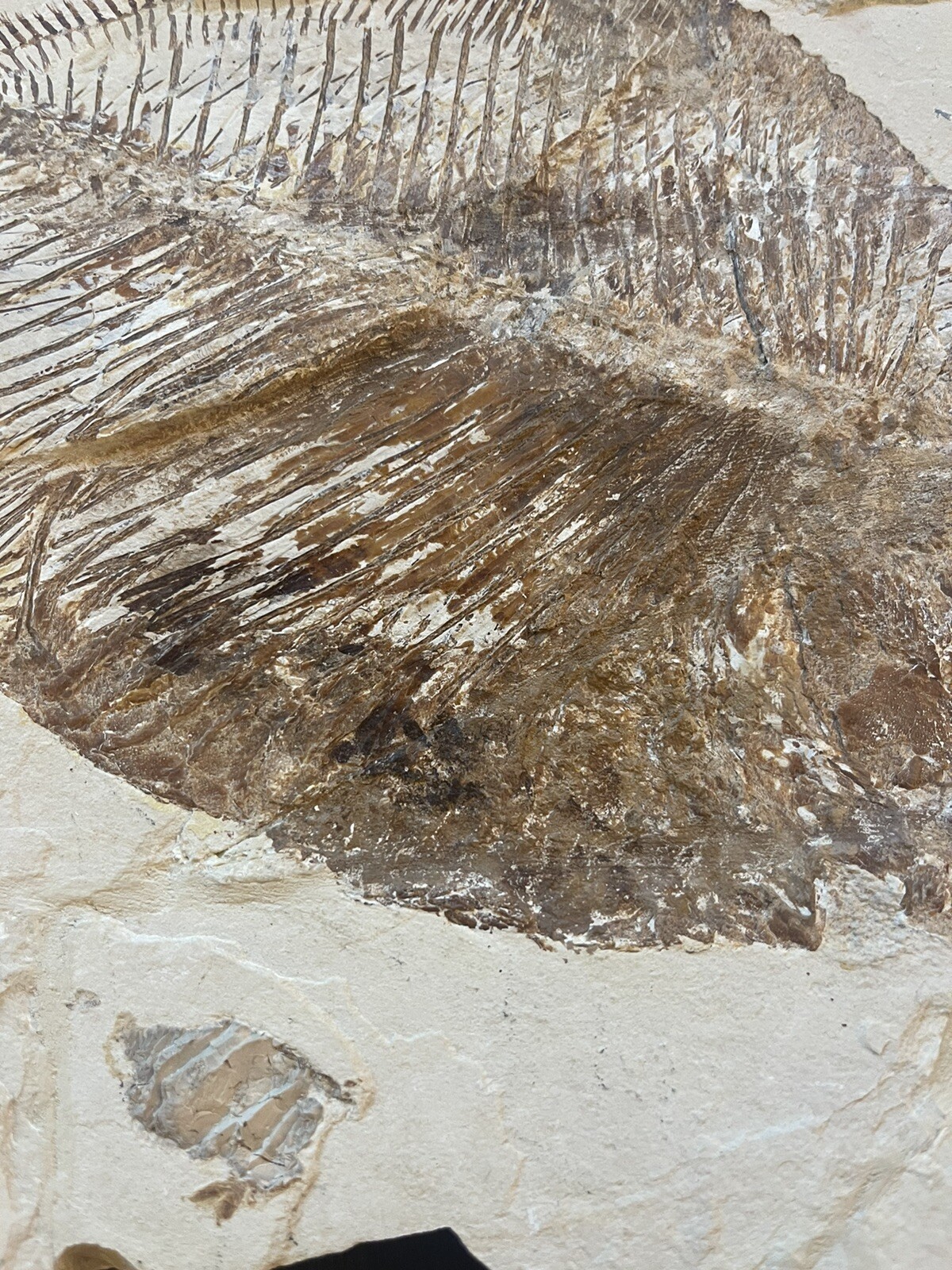 Lebanon Fish Fossil, Very Rare Pycnodonte, Upper Cretaceous 100 Million ...