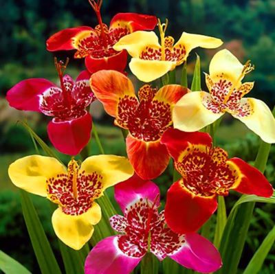 10 TIGRIDIA TIGER FLOWER MIX SPRING GARDENING BULBS GARDEN CORMS ...