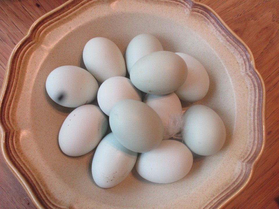 10 Phoenix Bantam Hatching Eggs | eBay