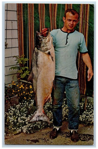 Minot North Dakota ND Postcard Man Cached Big Fish Chinook Salmon 1966 ...