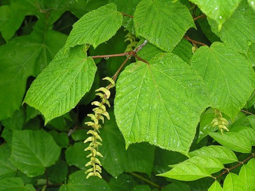 Manchurian Striped Maple, (Snake Bark), Acer tegmentosum, Tree Seeds ...