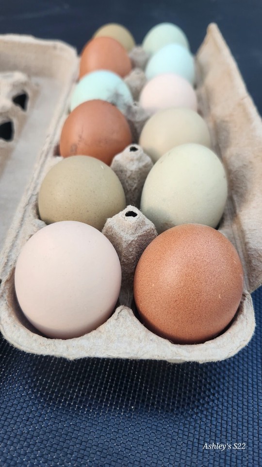 RAINBOW HATCHING EGGS 6++ | eBay