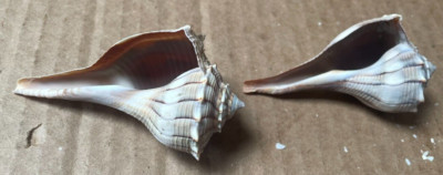 Vintage Lot of 2 Seashells Beautiful Color (T) | eBay