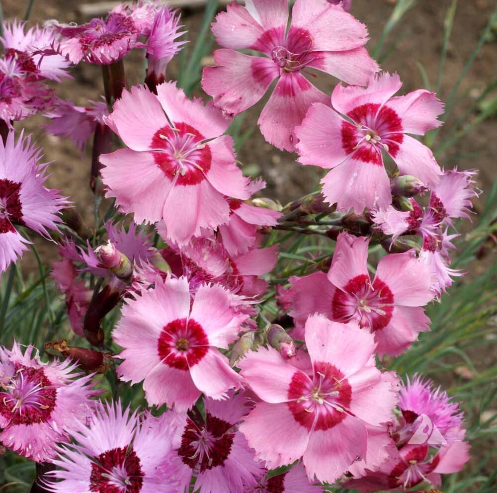 Cottage Pinks Dianthus Seeds 100+ Flower Dianthus Plumarius FREE S&H ...