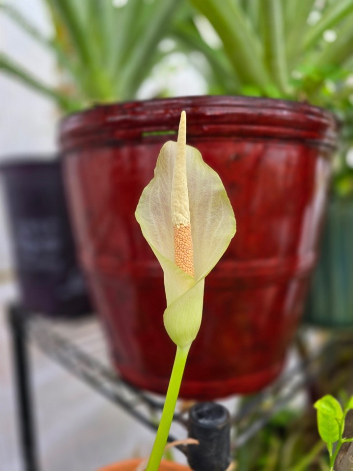 Amorphophallus salmoneus 2YO Tuber Rare Plant Aroid Bulb Flower ...