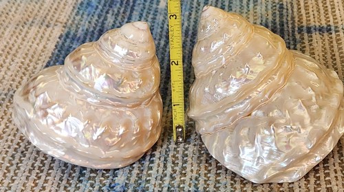 Pair Of Polished Astraea Undosa/Wavy Turban Snail Shells | eBay