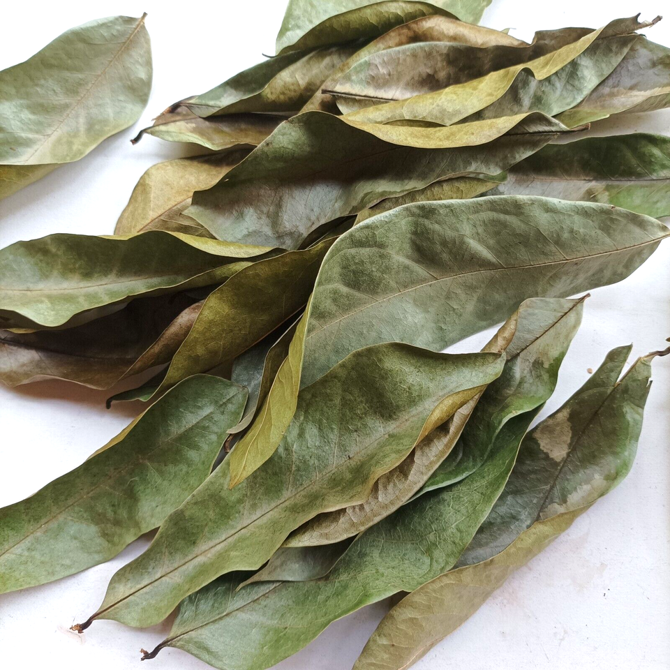 Dried Soursop Organic Natural Tea Leaves Graviola Hojas Guanabana ...