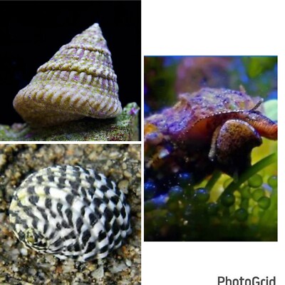 150 Pack Mixed Saltwater Reef Snails Astrea Cerith Nerite Algae Eater ...