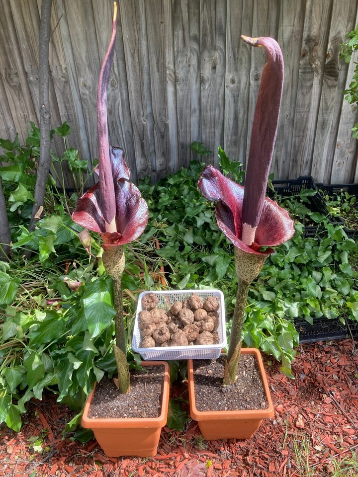 Amorphophallus Konjac Voodoo Lily - Devil's Tongue 2 x BULBS - 60mm ...