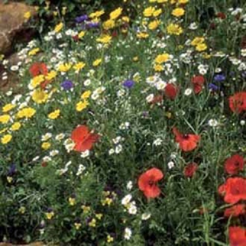 WILD FLOWER GRASS SEED CORNFIELD MEADOW 50g to 10 Kg MIX 80/20 100% mix ...