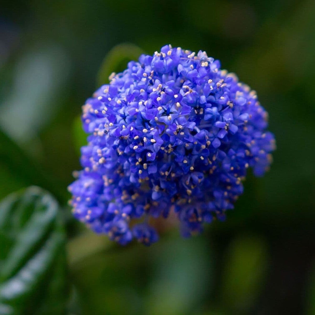 Ceanothus Concha - California Lilac - Plant in 2 L Pot | eBay