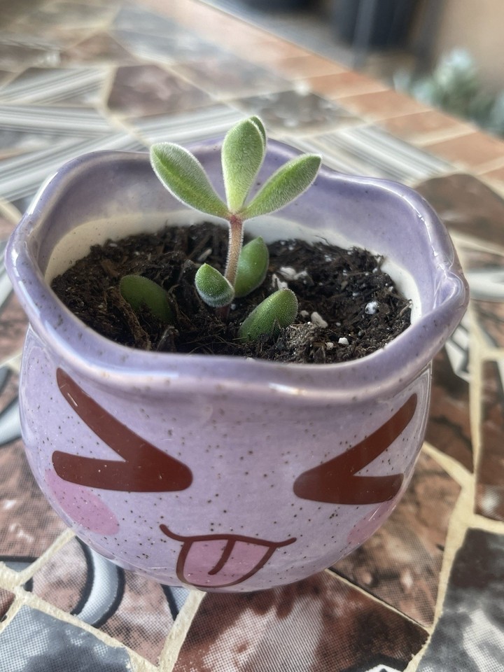 Live Crassula Rogersii Plant - Rare Succulent | eBay