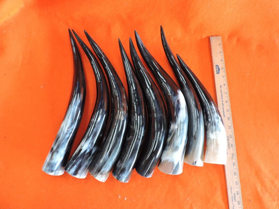 14"- 15" Bull Horns Cow Horns LONGHORN horn TAXIDERMY Polished 8 single ...