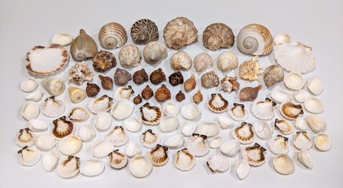 Seashell Lot Small to Large Shells Variety 97 piece conch scallop hermit fox | eBay