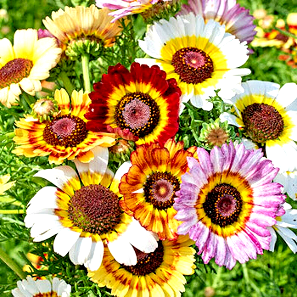 200+ PAINTED DAISY TRICOLOR SEEDS 🌼 | VIVID BLOOMS | POLLINATOR | FREE ...