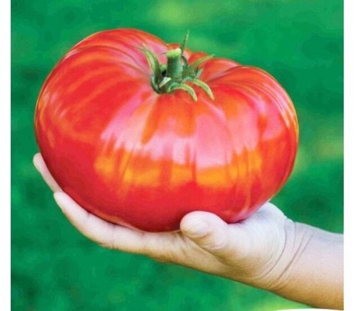 Tomate Gigantomo 2500 graines BIO / NON OGM | eBay
