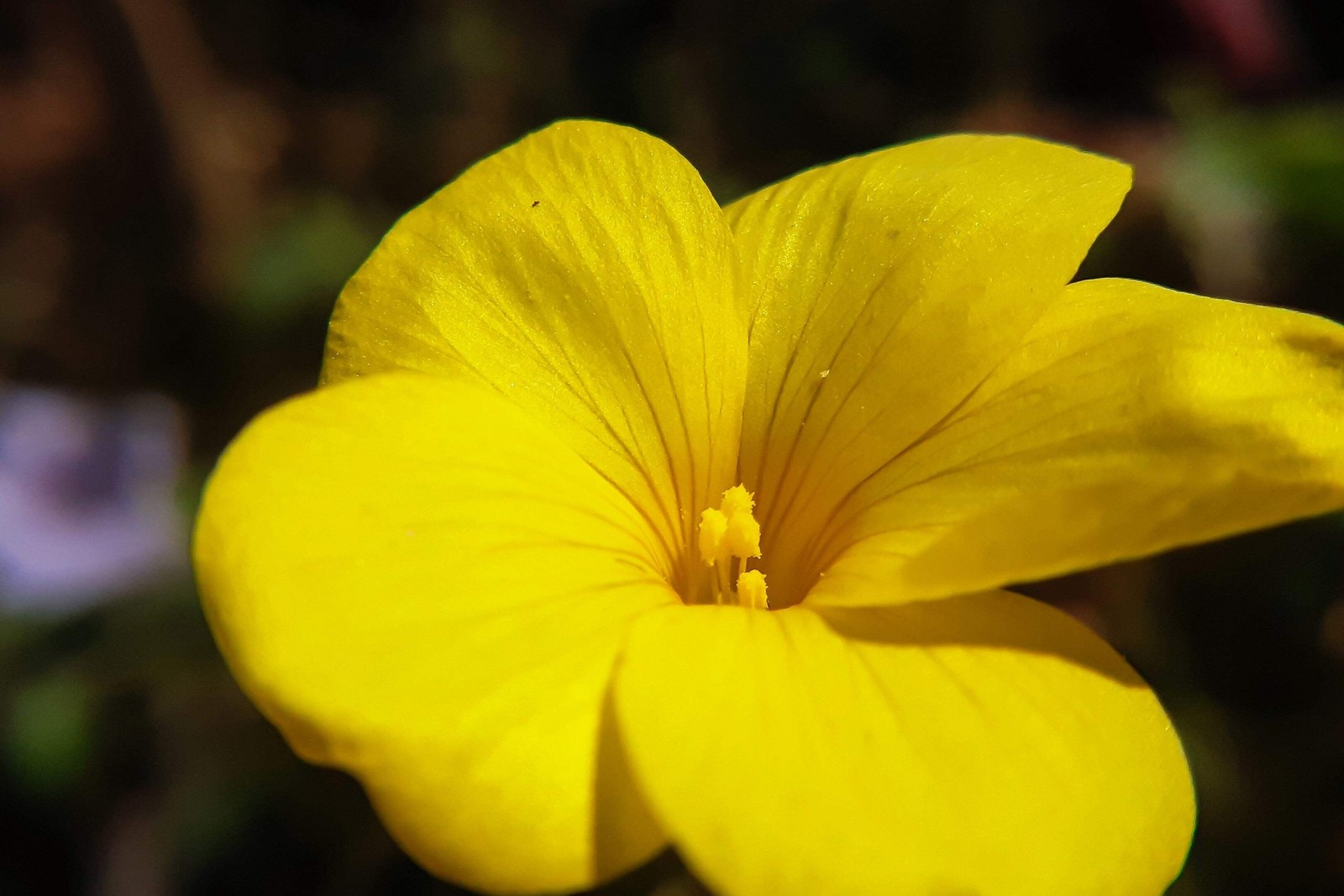 500 Organic GOLDEN FLAX Yellow Linseed Common Linum Flavum Flower Seeds ...