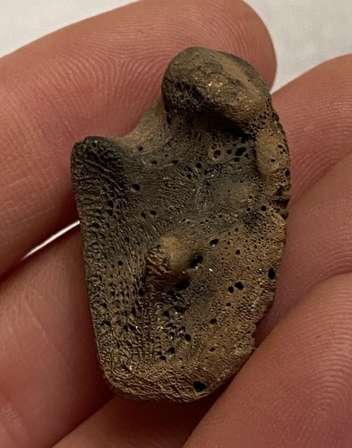 TOP QUALITY DRUM FISH JAW BONE FLORIDA FOSSILS PHARYNGEAL TOOTH TEETH ...