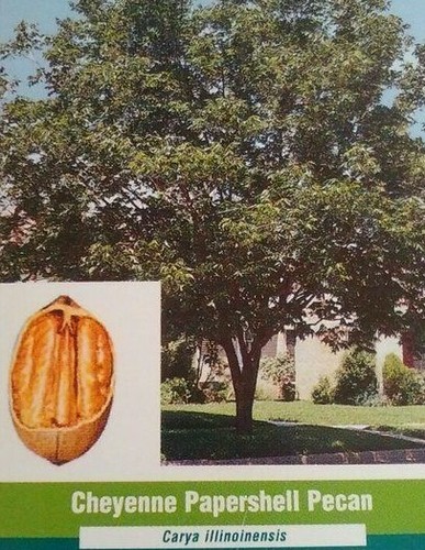 CHEYENNE PAPERSHELL PECAN TREE Shade Nut Trees Live Plant Plants Pecans ...
