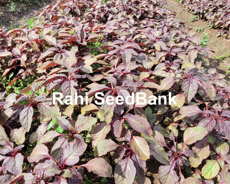 Amaranth Red Blood 100 Seeds Lal Shak Chu Hinn choy Rajgira Phak khom ...