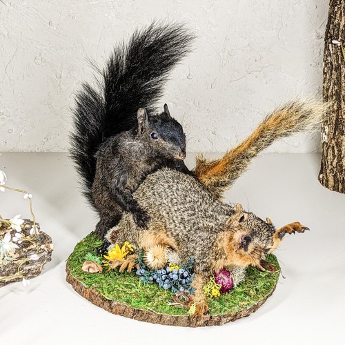 br81 2 Black & Fox Squirrels Naughty Taxidermy Curiosity Oddities squirrel | eBay