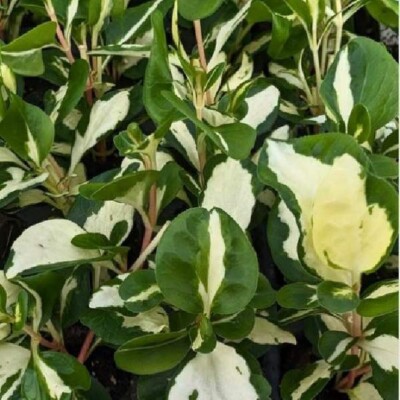 Periwinkle Vinca Variegated Trailing Vine Starter, Major Robs Gem Vine ...
