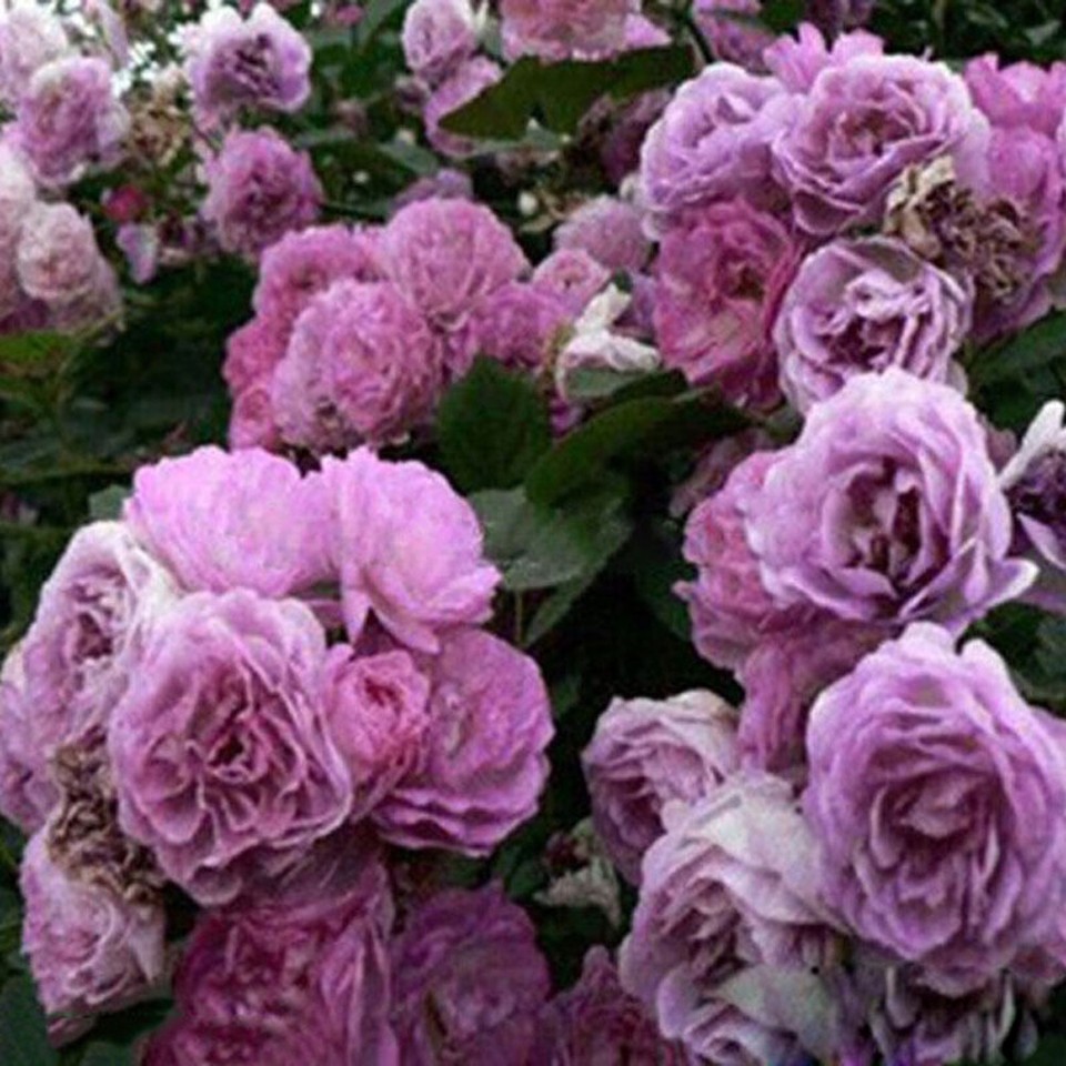 100Pcs Climbing Rose Rosa Multiflora Perennial Fragrant Flower Seeds ...