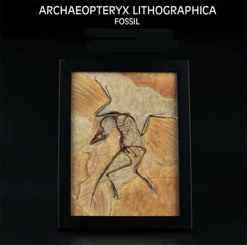 Archaeopteryx Fossil Dinosaur Animal Model Toy Collector Home Decor ...