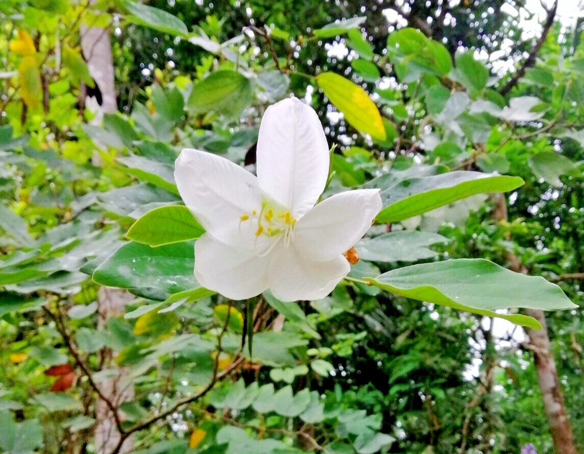 Bauhinia Tree Acuminata