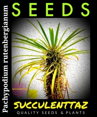 Pachypodium rutenbergianum 6 x Seeds Cactus succulent RARE CAUDEX ...