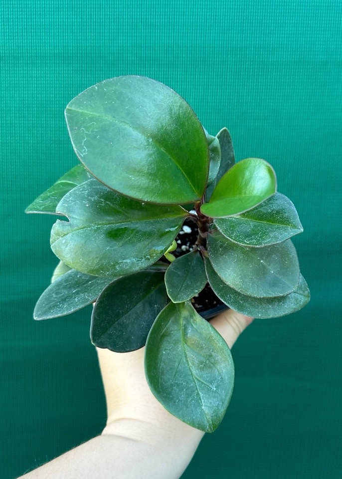 Peperomia ‘Red Edge’ (Established Plant) EASY CARE PLANT | eBay Australia