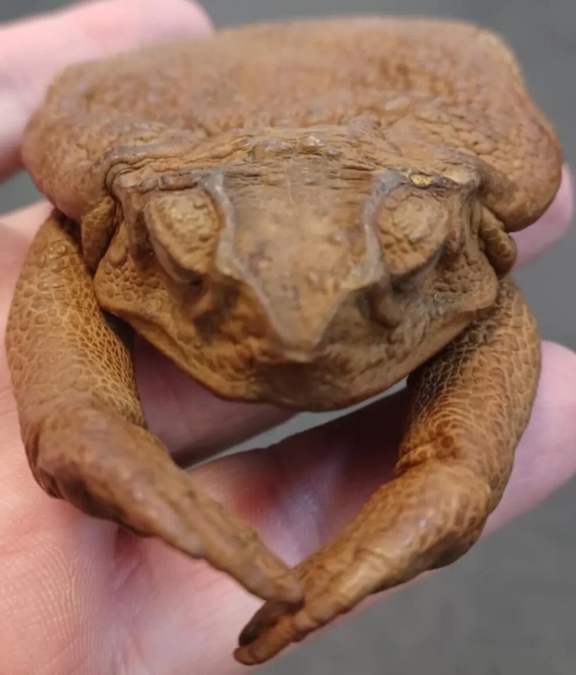 Handmade Sugar Cane Toad Coin Purse Keychain - Real Toad Leather | eBay