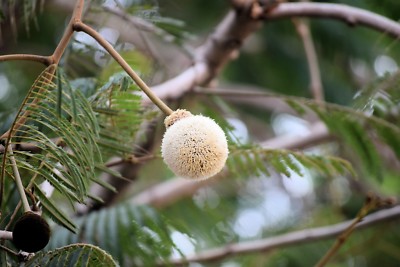 5 Seeds Parkia timoriana / roxburghii tropical Ornamental Bean Tree | eBay