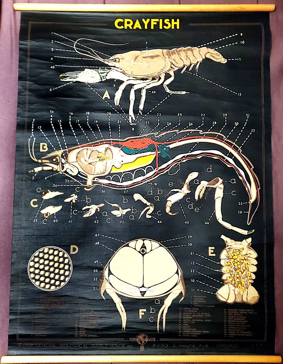 Vintage Biology Posters