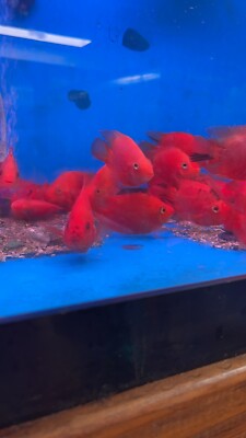 super Red Mammon Kkp 4 Inch (kkp Parrot) Tropical Live Fish | eBay