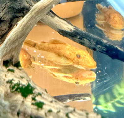 Super Red Bristlenose Pleco Standard Fin | USA Home-bred | eBay