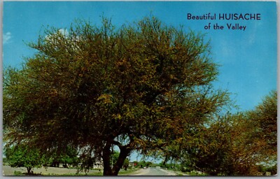 Beautiful Huisache Of The Valley Sweet Acacia Texas Postcard S231 | eBay