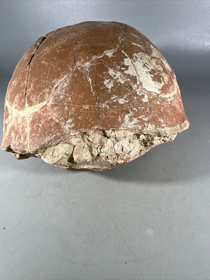 Large Real Fossilized Turtle Tortoise Shell Fossil Dinosaur Bone ...