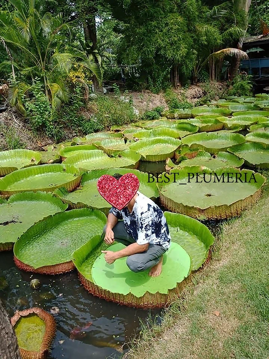 Giant Water Lily Amazon Rainforest