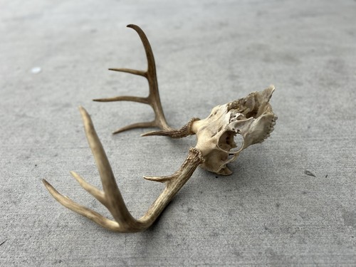 Wild 10 Point Whitetail Deer Antler Rack Horn Skull European Mount Man ...