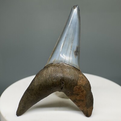 1.94" Fossil Isurus praecursor EXTINCT MAKO Shark Tooth - Suwannee ...
