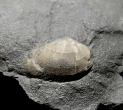 Very rare Devonian fossil bivalvia | eBay