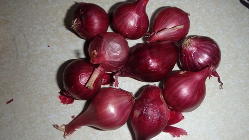 10 Red Pearl Onion bulbs, Organic, Heirloom, Rare | eBay