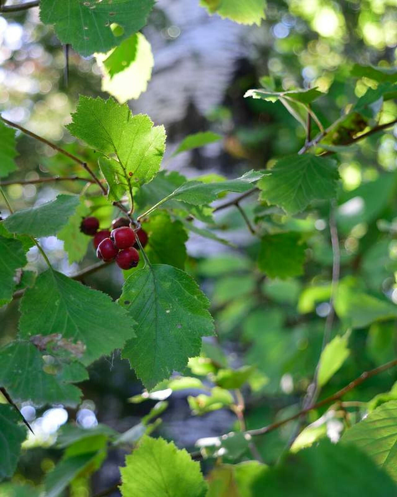 Mayhaw Fruit Tree Crataegus aestivalis Live plant | eBay
