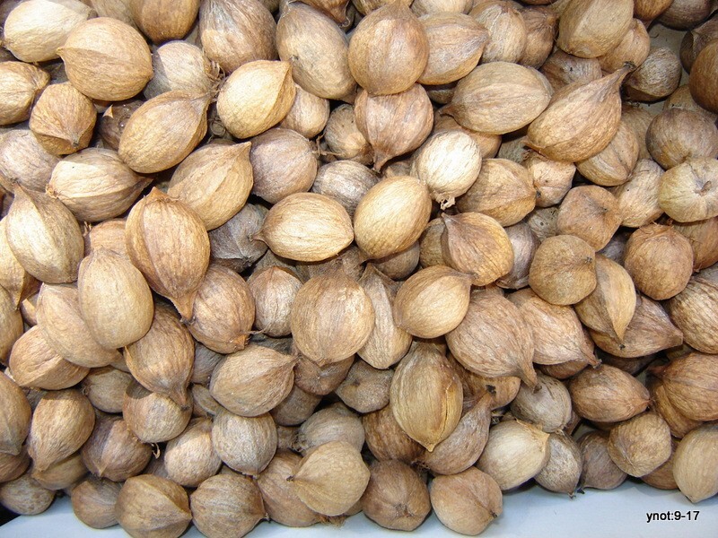 Hickory Nut Varieties Flora Fact: Hickory Is A Tough Nut To Crack