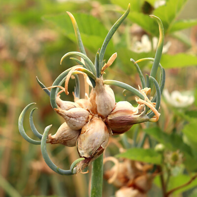 10+ Top Set Organic Egyptian Walking Onion Bulblets Bulbs SUPER Hardy ...