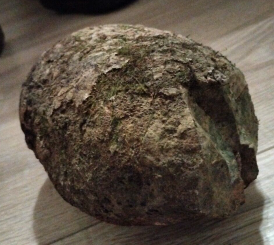 Prehistoric Fossilized REAL Dinosaur Egg | eBay