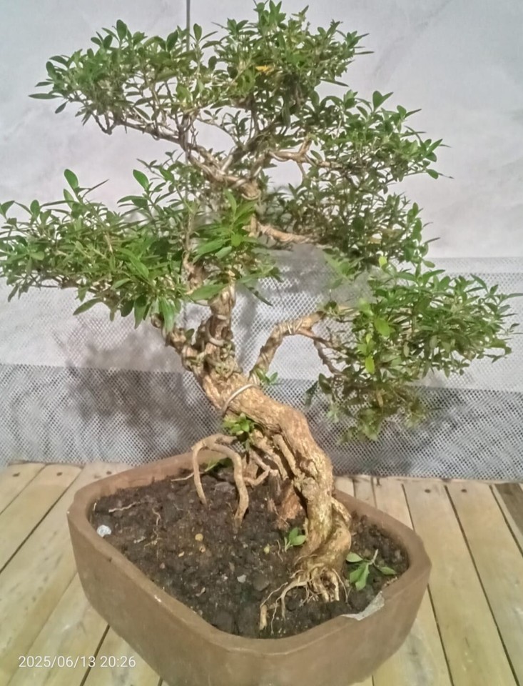 Beautiful !!! Serissa foetida/Serissa japonica Actual Bonsai Tree 002 ...