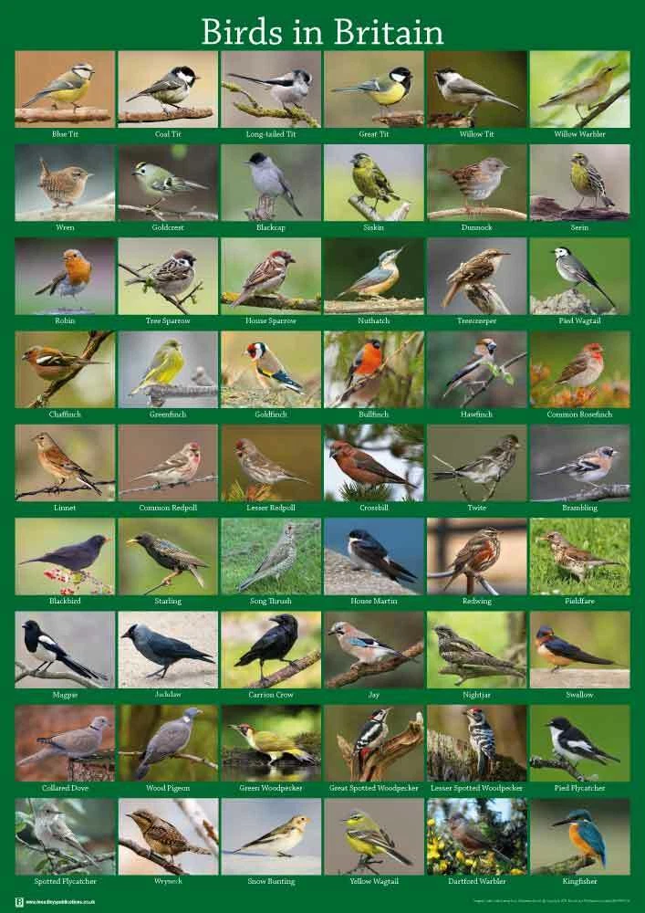Garden Birds Uk Poster | Fasci Garden