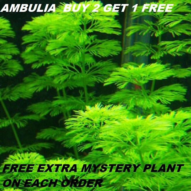 Ambulia Limnophila Indica plants Fresh Live Aquarium Plants ...